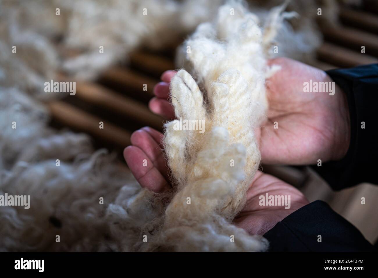 A woman’s hand holding a sheared sheep wool Stock Photo - Alamy