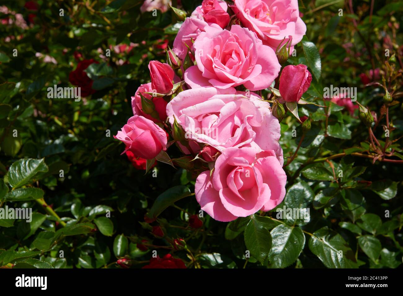 Constance spry rose hi-res stock photography and images - Alamy