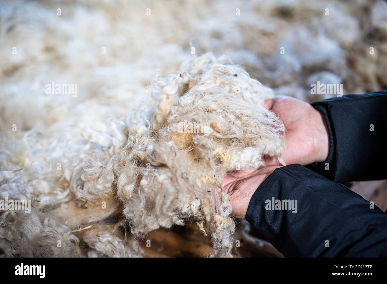 A woman’s hand holding a sheared sheep wool Stock Photo - Alamy
