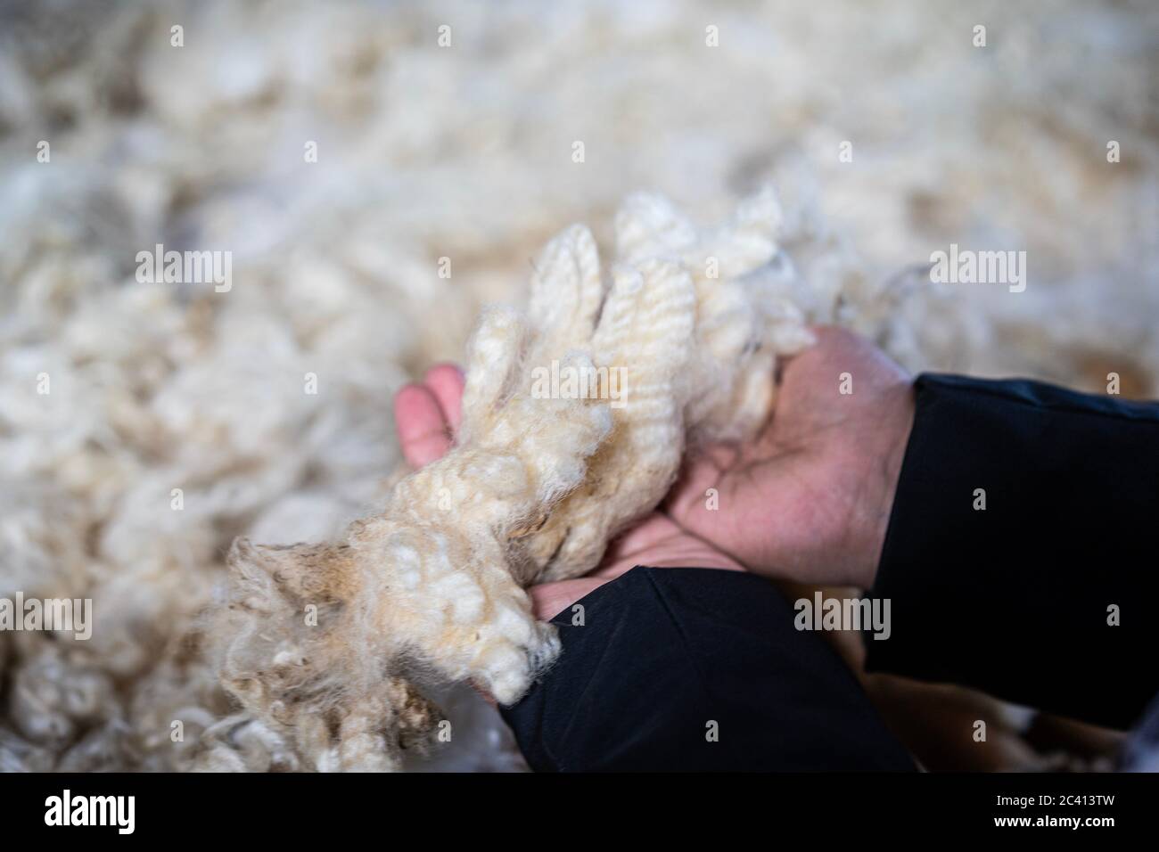 New zealand wool sheepskin hi-res stock photography and images - Alamy