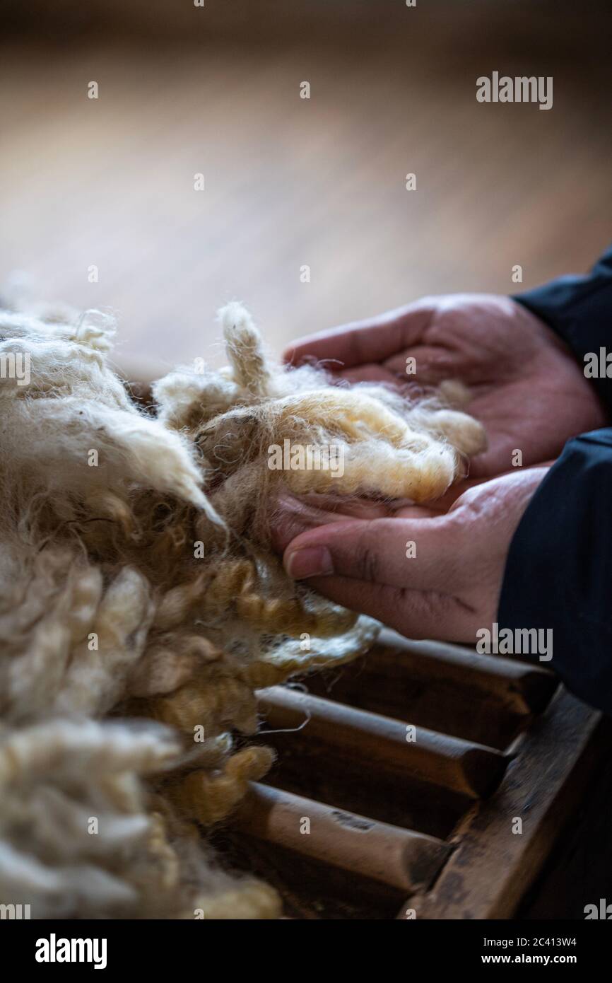 A woman’s hand holding a sheared sheep wool Stock Photo - Alamy