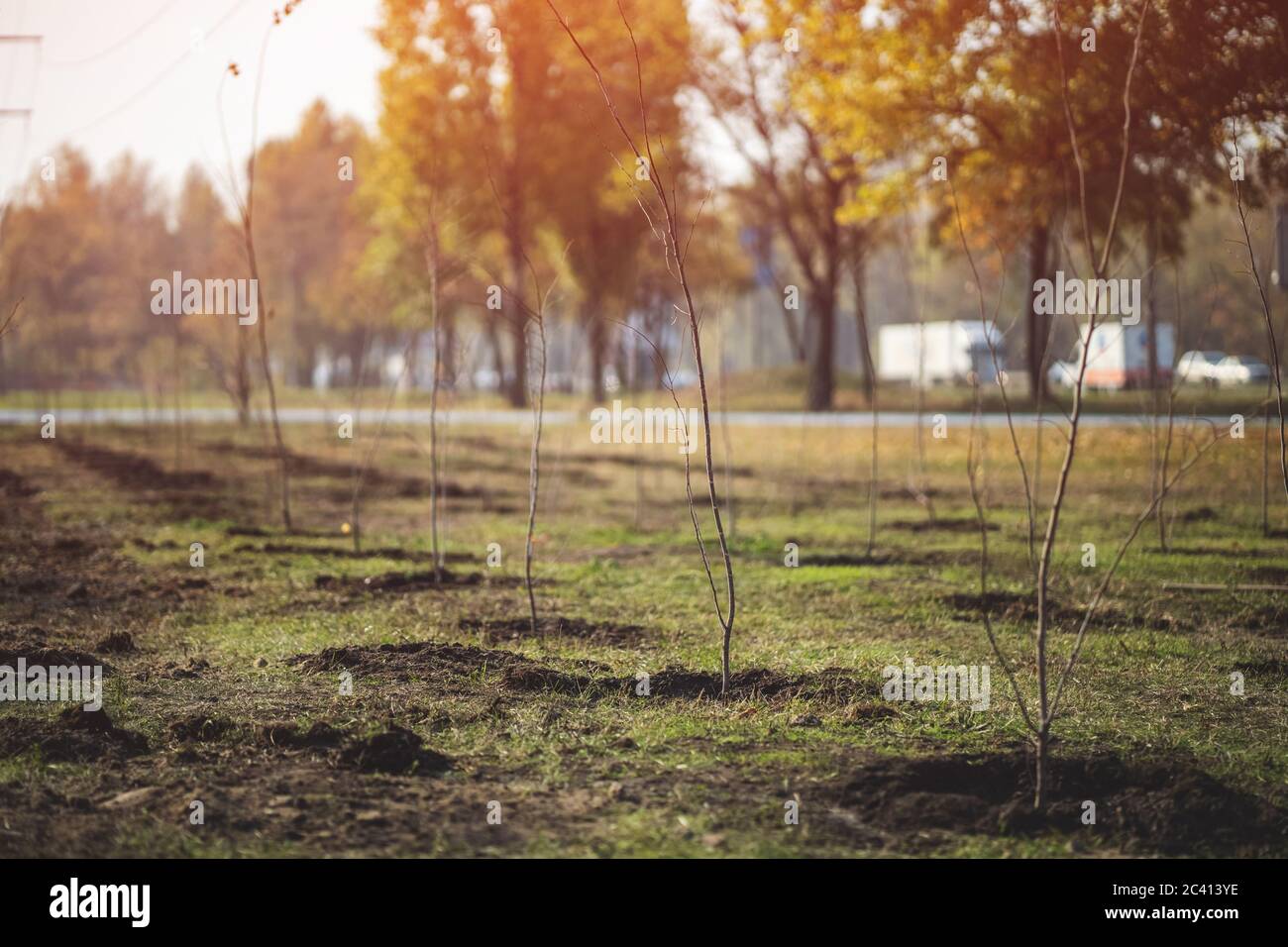 Garden Yard Planted Tree High Resolution Stock Photography and Images ...