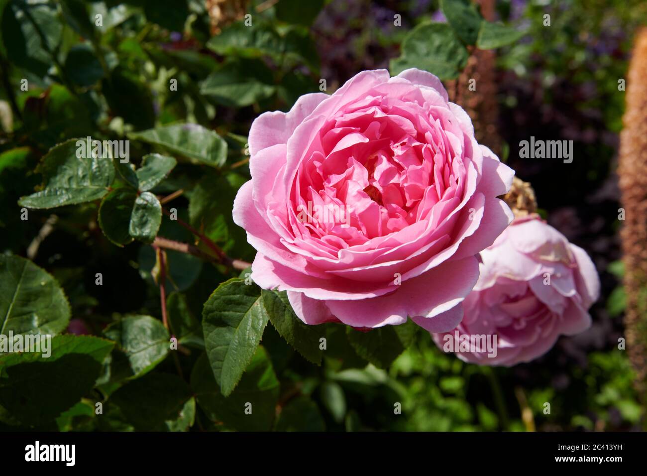 Rose (Rosa) Constance Spry. East Yorkshire, UK, GB Stock Photo - Alamy