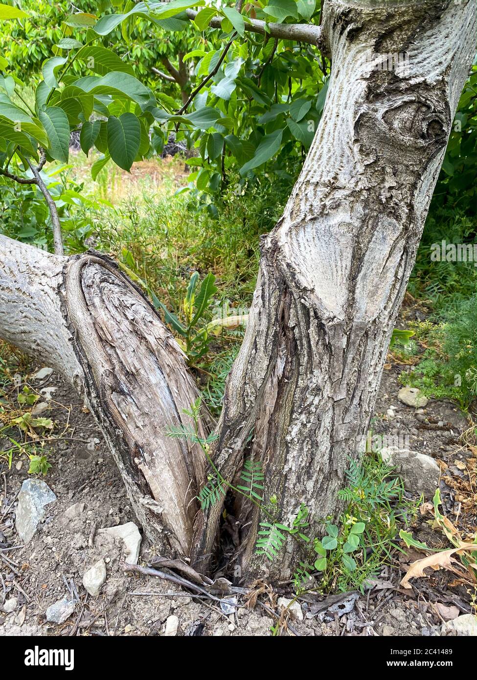 Walnut Tree Bark High Resolution Stock Photography and Images - Alamy