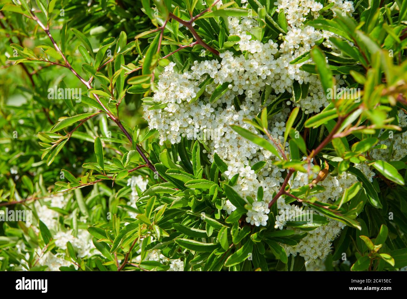 Firethorne High Resolution Stock Photography and Images - Alamy