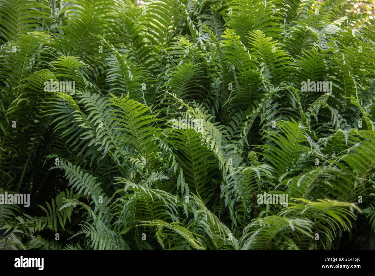 dense forest with fern plants in the undergrowth Stock Photo - Alamy