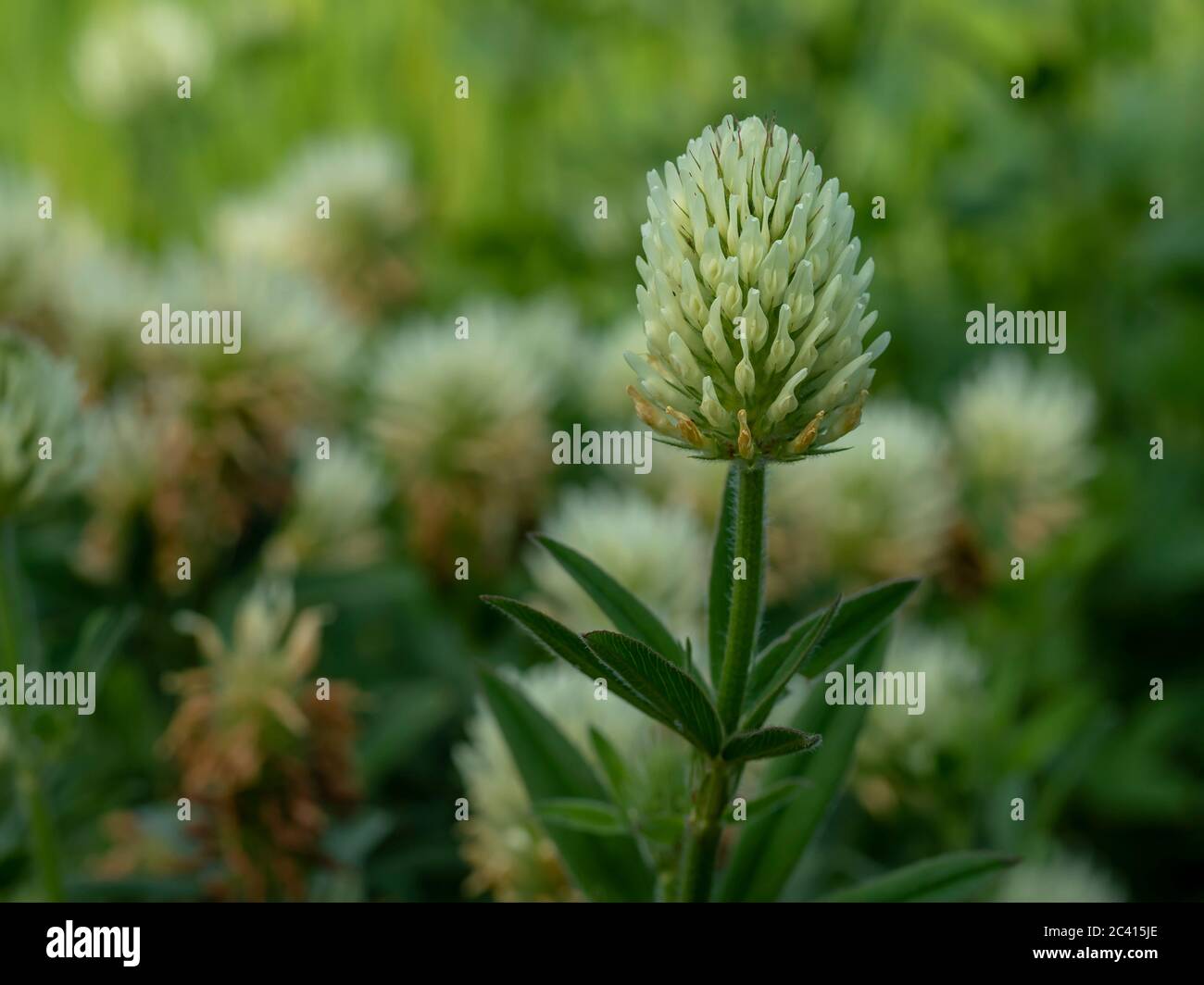 Sulphur flower hi-res stock photography and images - Alamy