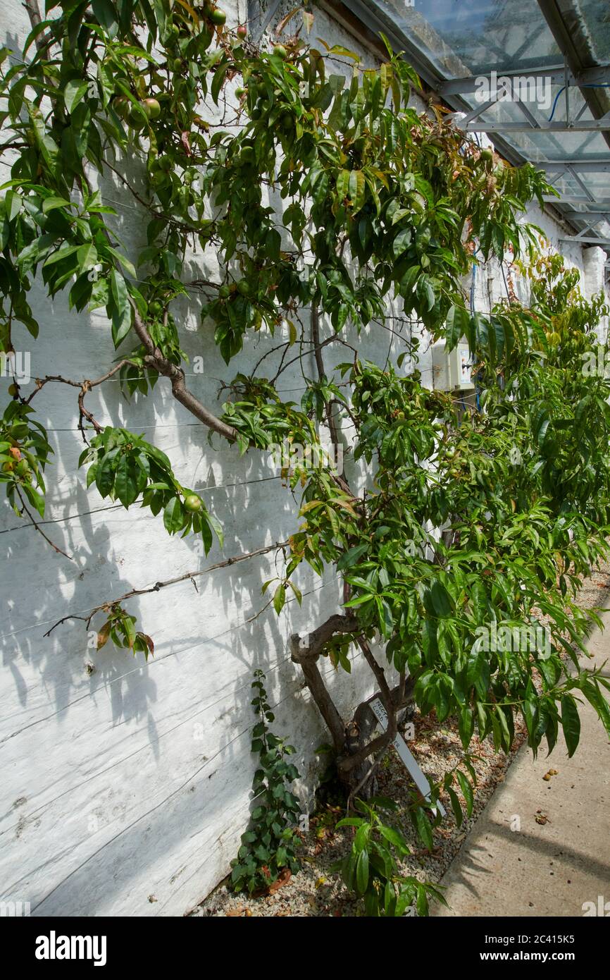Fruit trees growing against wall hi-res stock photography and images ...