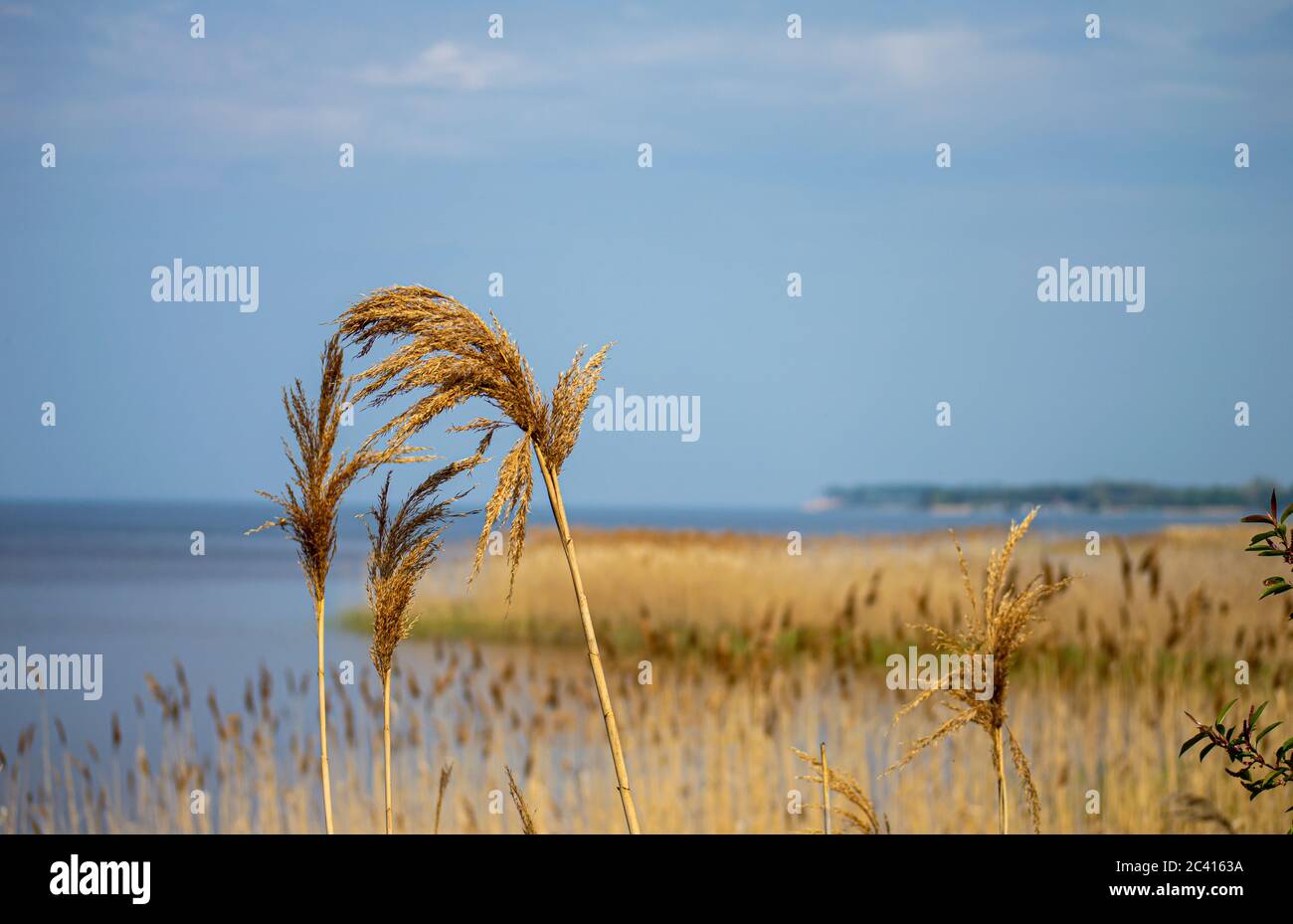 Yellow reed on Kyiv sea background Stock Photo - Alamy