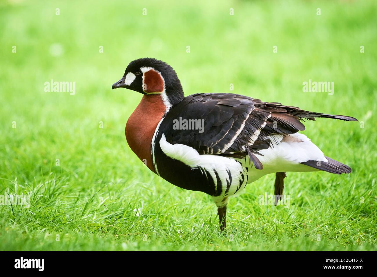 Red-breasted goose close-up (Branta ruficollis Stock Photo - Alamy