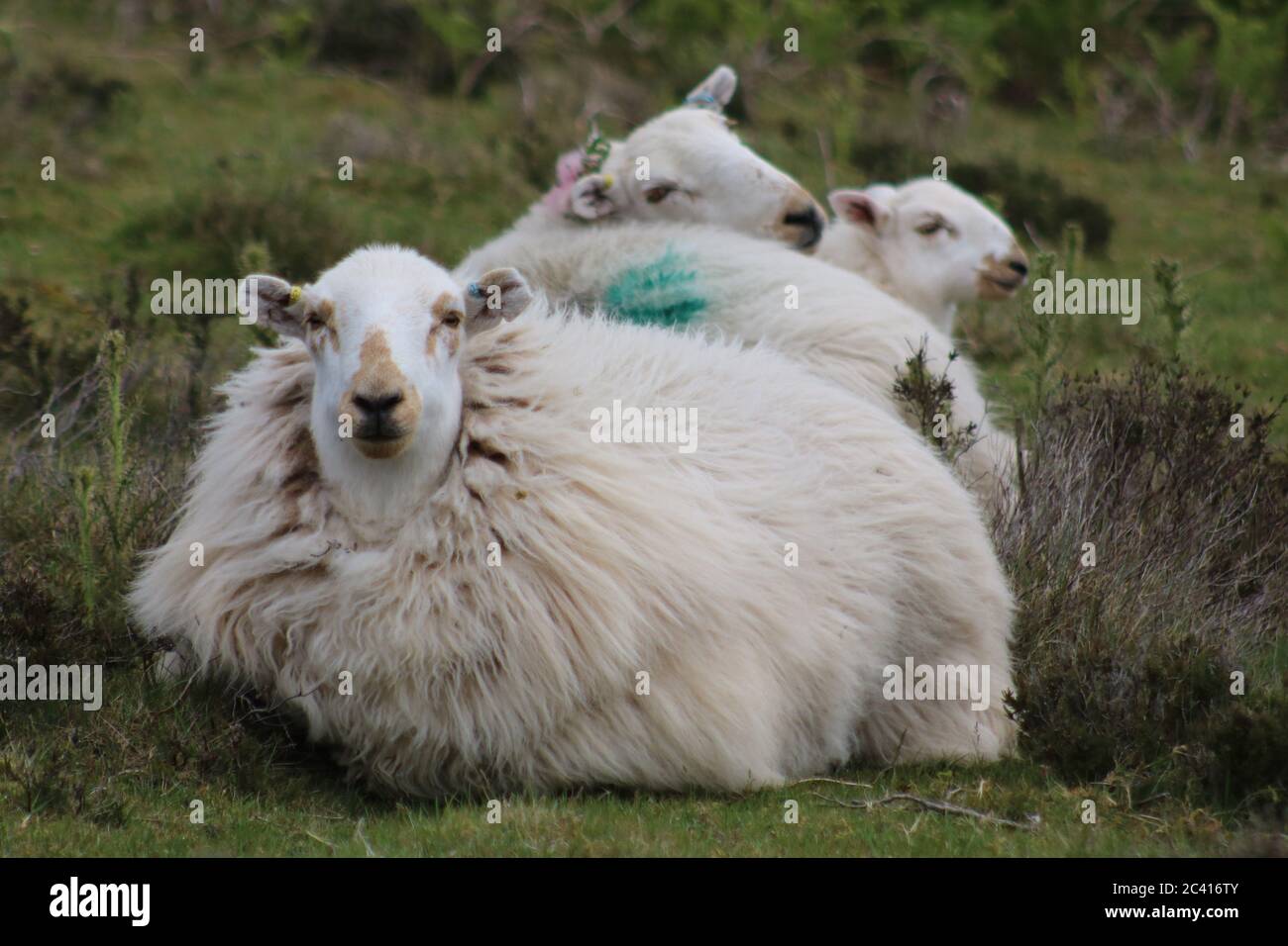 Sheep Huddle High Resolution Stock Photography and Images - Alamy
