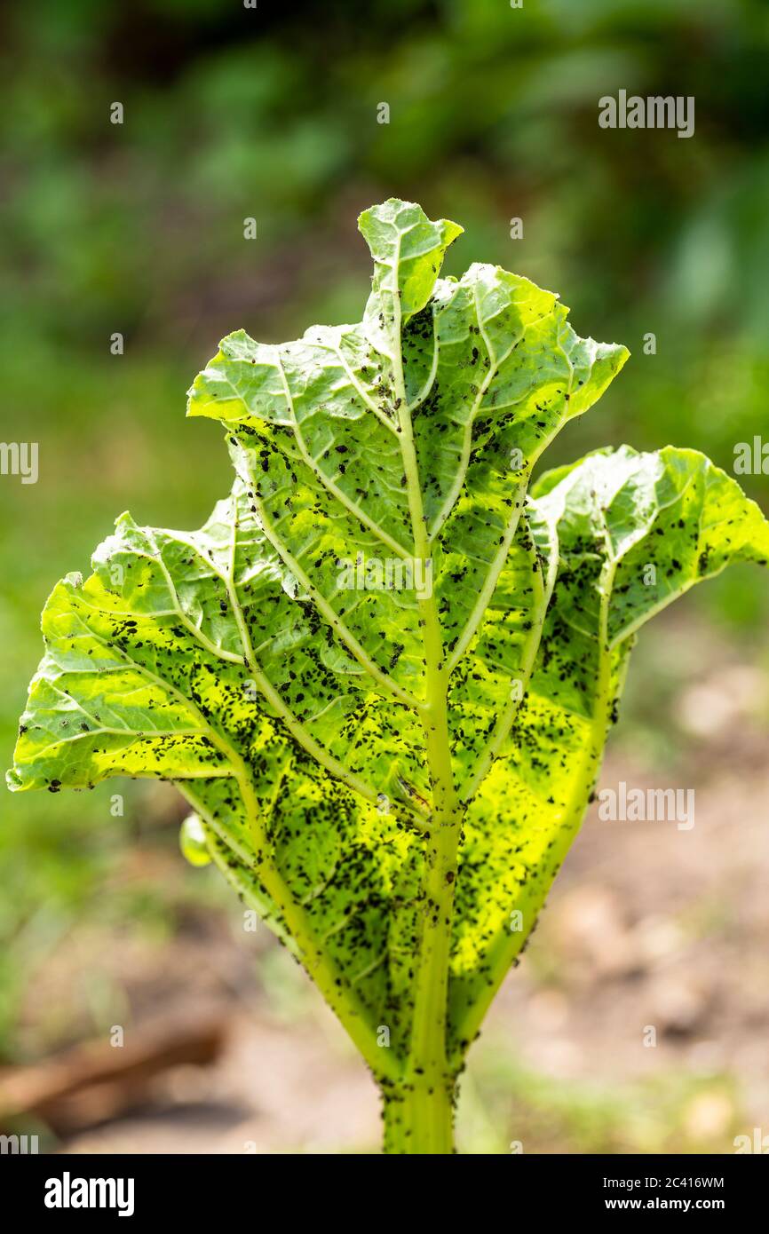 Rhubarb plant leaf infected by many black aphids. Macro photagraphy ...