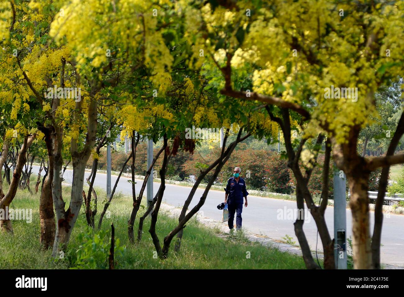 Islamabad, Pakistan. 23rd June, 2020. A man walks under blooming cassia ...
