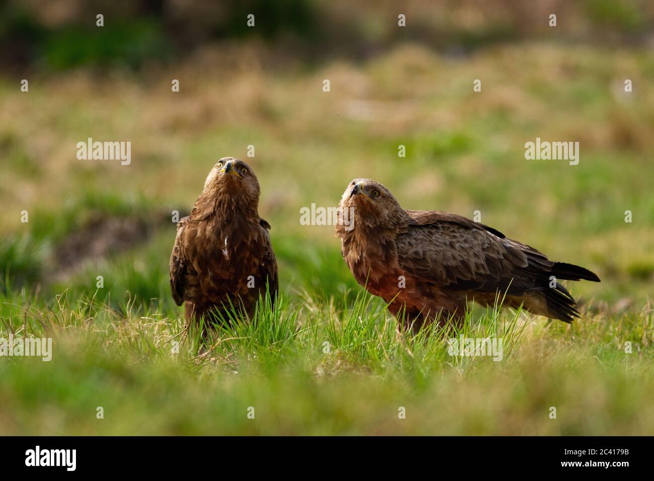 Two lesser spotted eagles looking upwards on a glade in wilderness ...