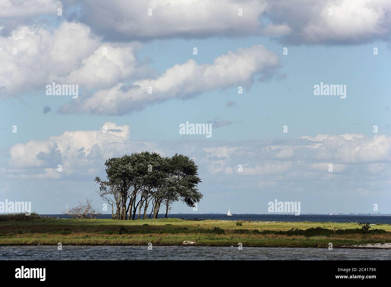 Windswept coastal trees hi-res stock photography and images - Alamy