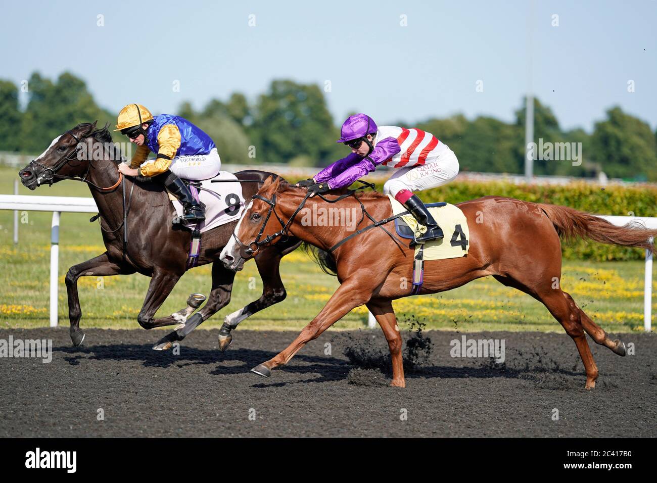 Win british stallion studs ebf fillies novice kempton park racecourse ...