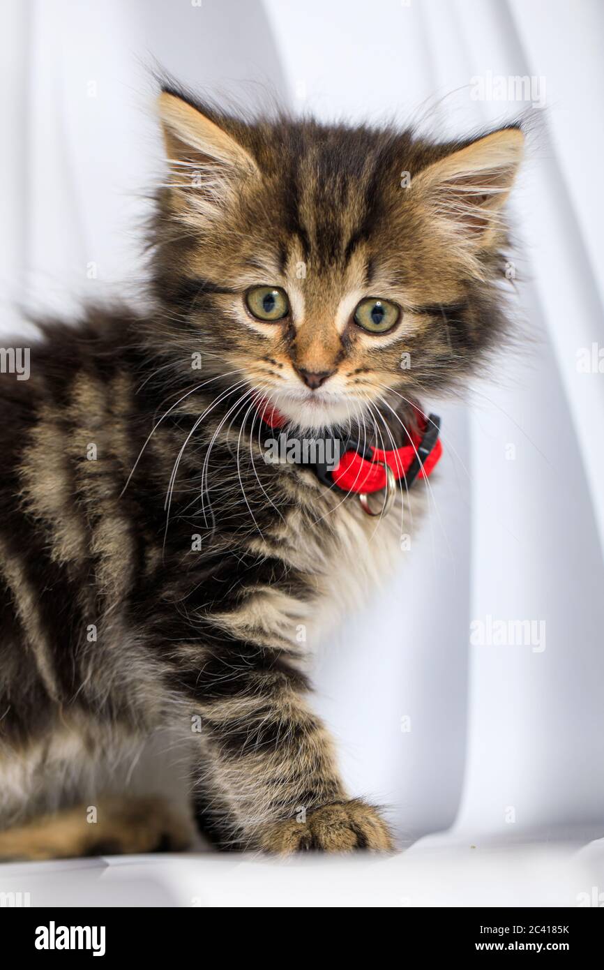 Cute eight (8) week old kitten photoshoot with red collar Stock Photo ...
