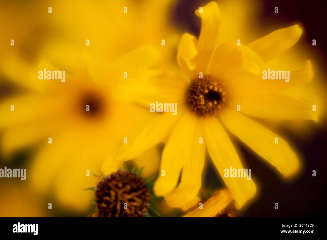 Shiny flower closeup Stock Photo - Alamy