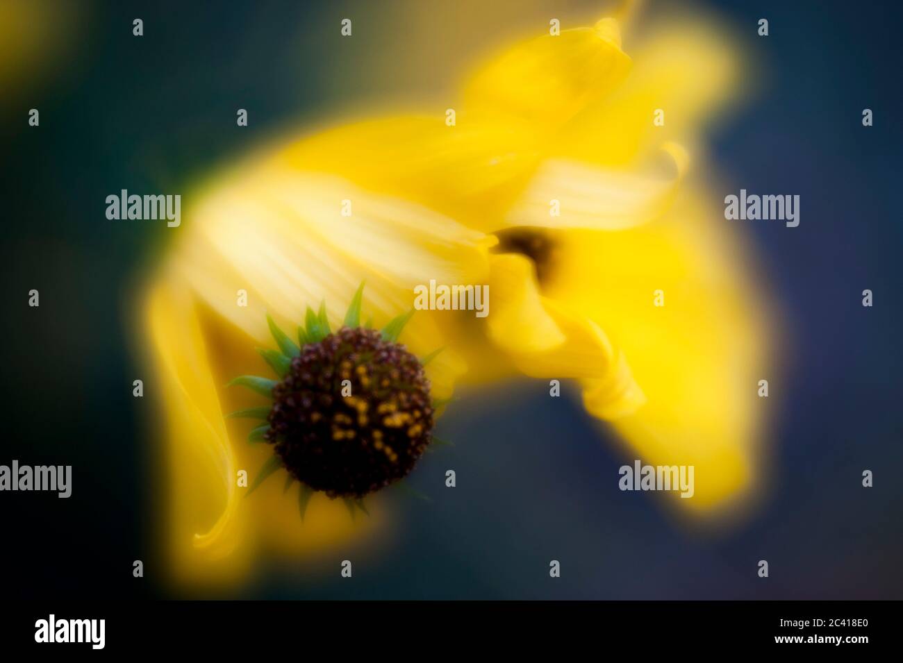 Shiny flower closeup Stock Photo - Alamy