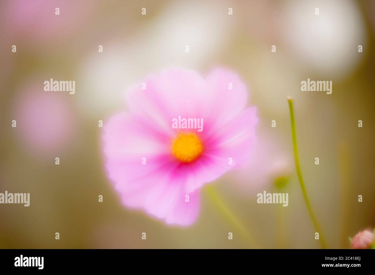 Shiny flower closeup Stock Photo - Alamy
