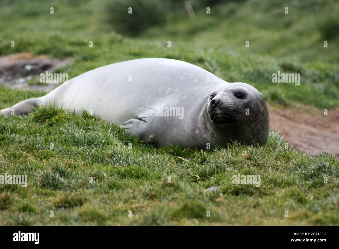 Leonine seal hi-res stock photography and images - Alamy
