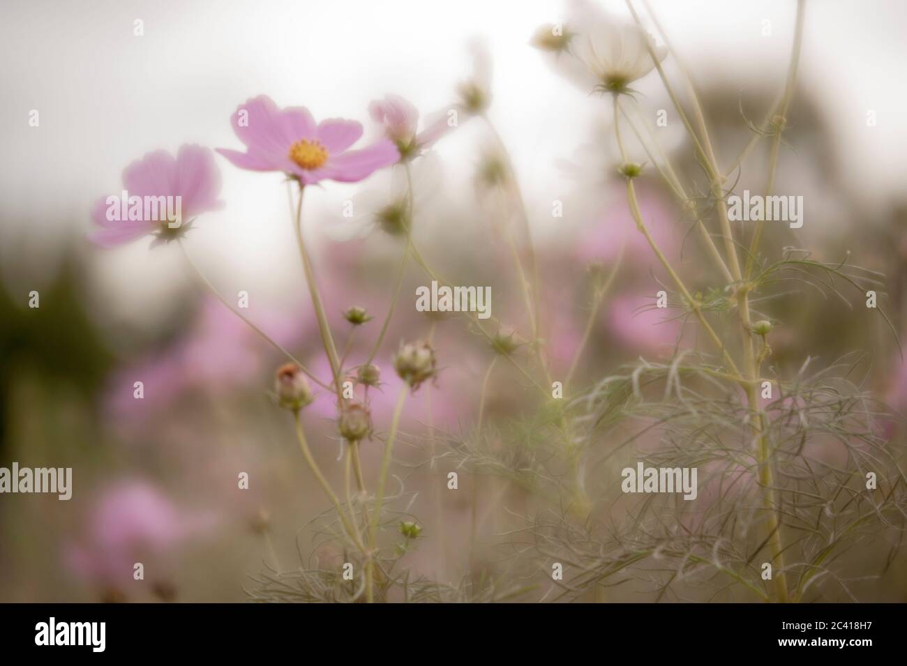 Shiny flower hi-res stock photography and images - Alamy