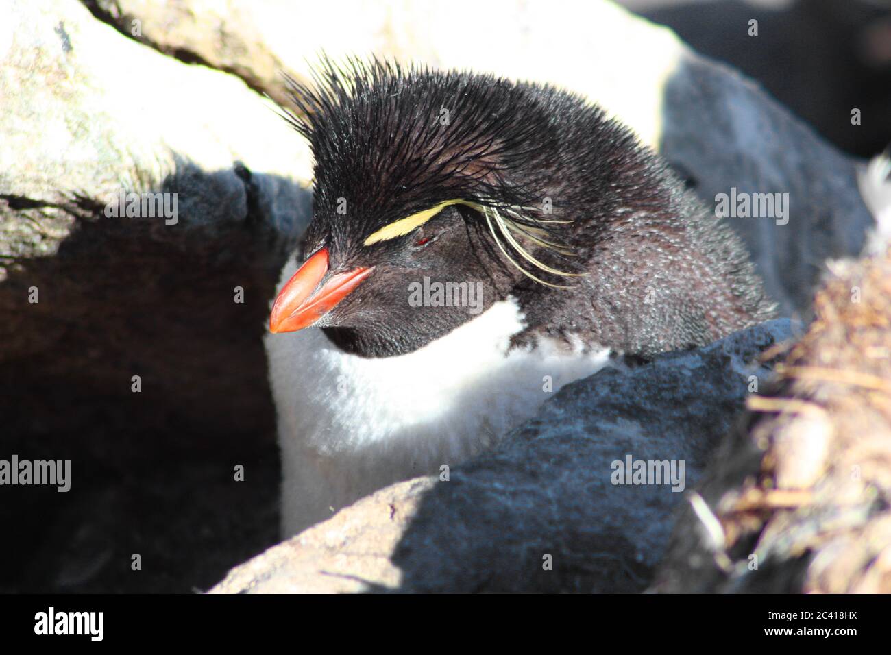 Rockhopper penguin colony West Point, Falkland Islands, Malvinas Stock ...