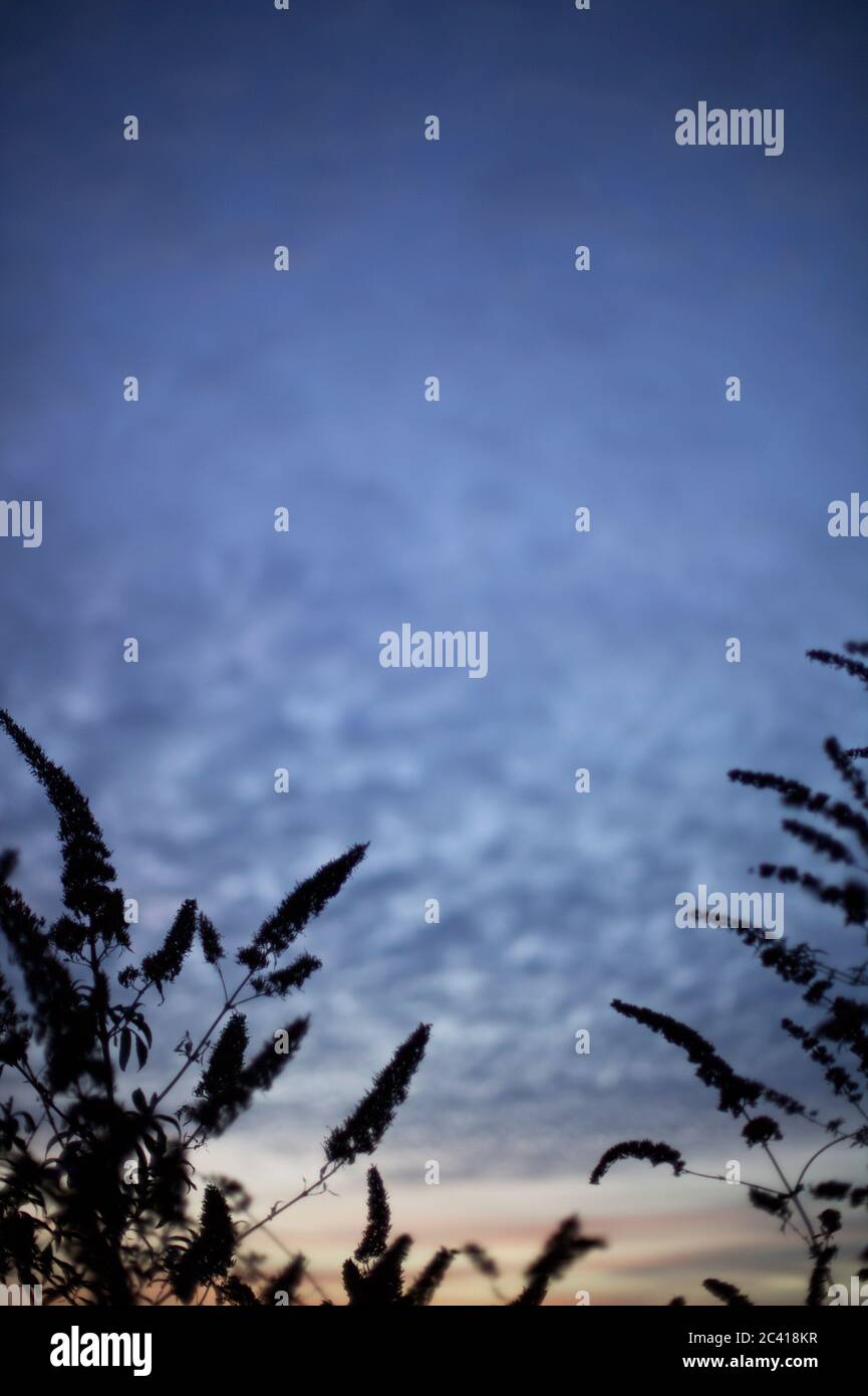 Cloudy evening sky - atmosphere - natural phenomenon Stock Photo - Alamy