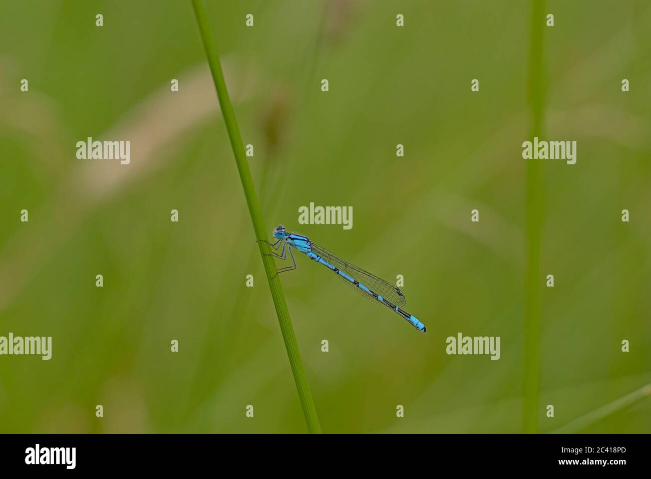 Irish insects hi-res stock photography and images - Alamy