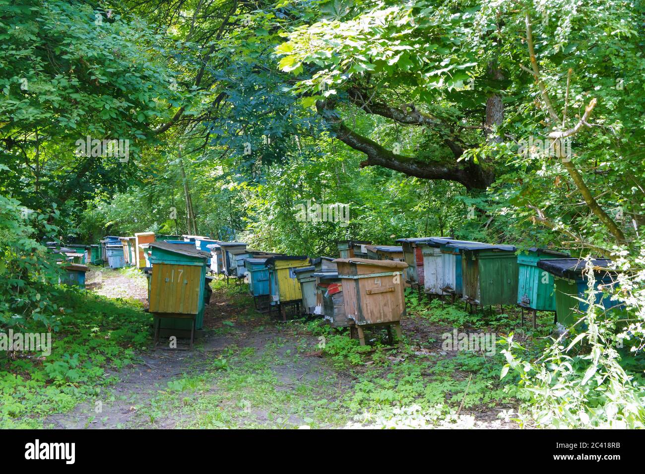 bee apiary in the forest, the houses of bees honey bee farm nature ...