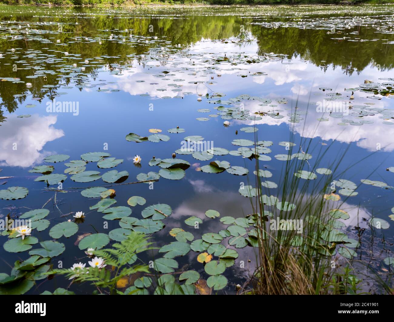 dead trees in the swamp, wild picturesque wetland Stock Photo - Alamy