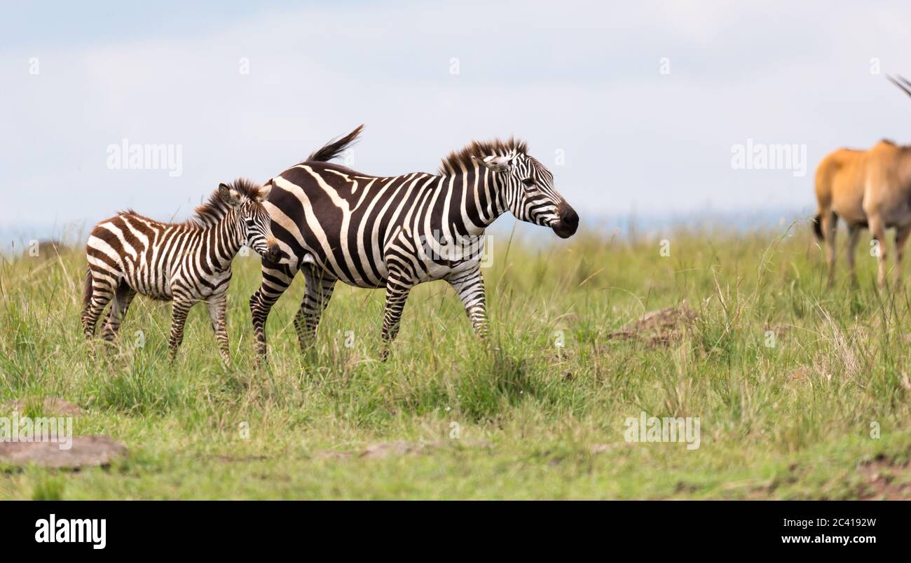 The Zebra family grazes in the savanna in close proximity to other ...