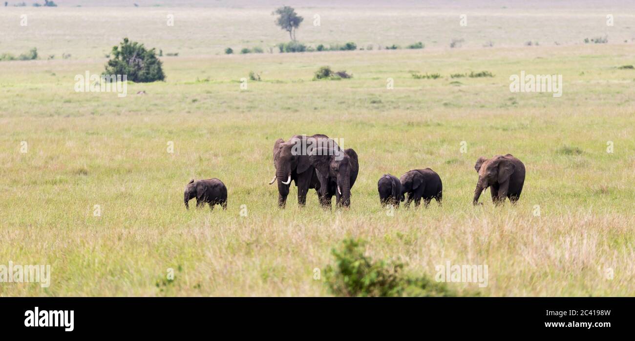 The elephant family on their way through the Kenyan savanna Stock Photo ...