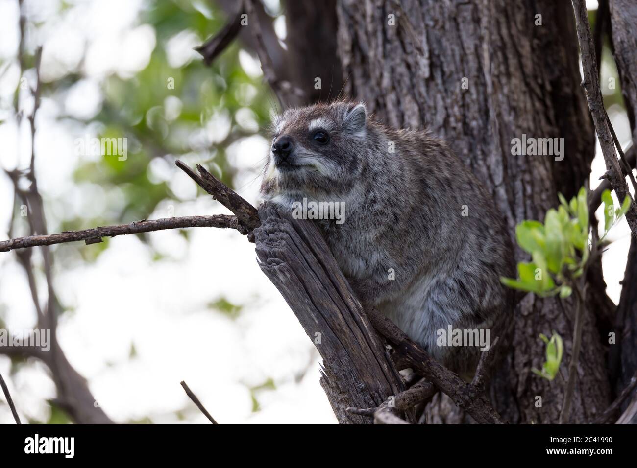 Rock badger hi-res stock photography and images - Alamy