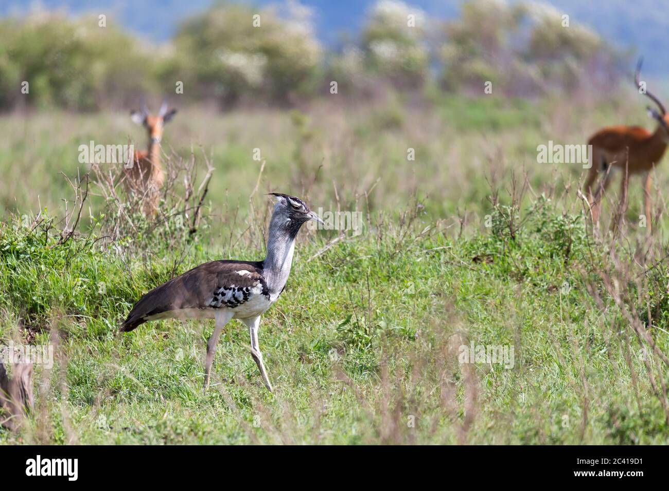 Native plants kenya hi-res stock photography and images - Alamy
