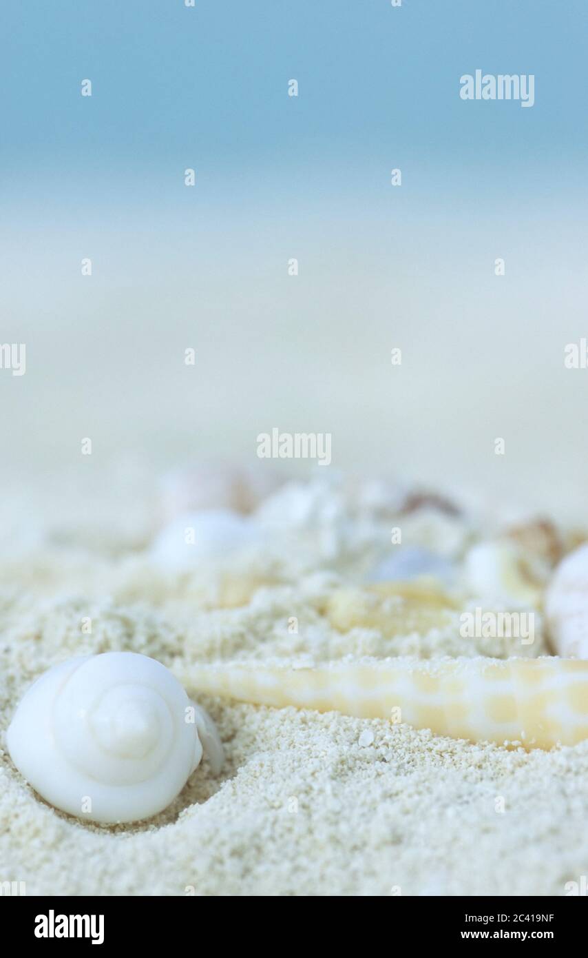Blue sea snail hi-res stock photography and images - Alamy