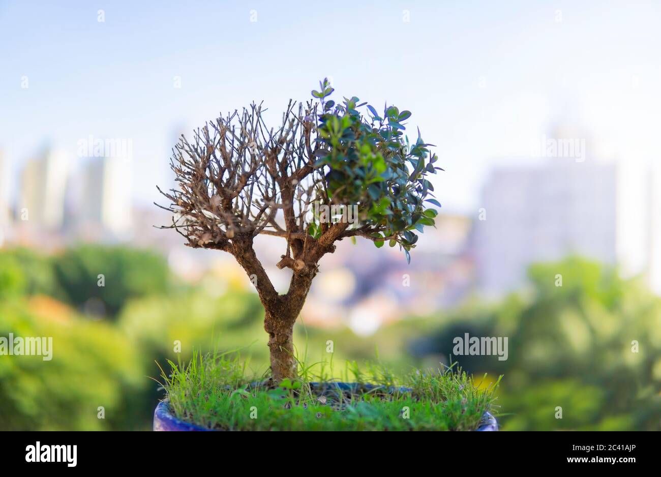 Small Tree Growing In City Environment Stock Photo - Alamy