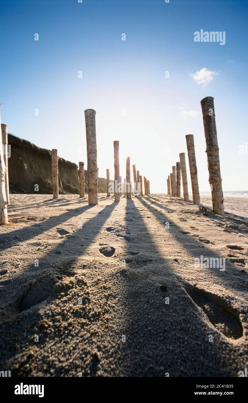 Rows of tree trunks on the beach Stock Photo - Alamy
