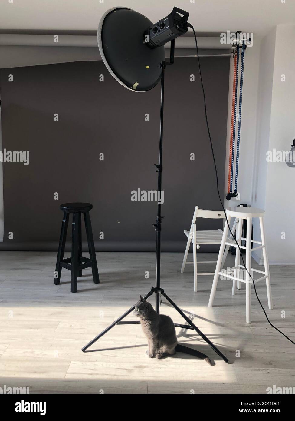 Grey cat sitting at photography studio Stock Photo - Alamy