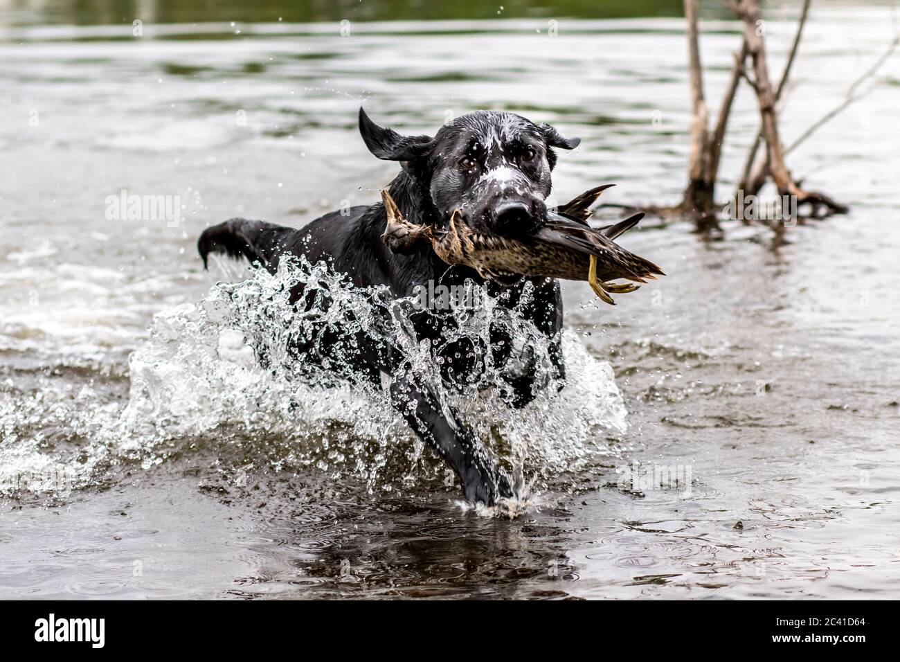 Labrador retriever with duck hi-res stock photography and images - Alamy