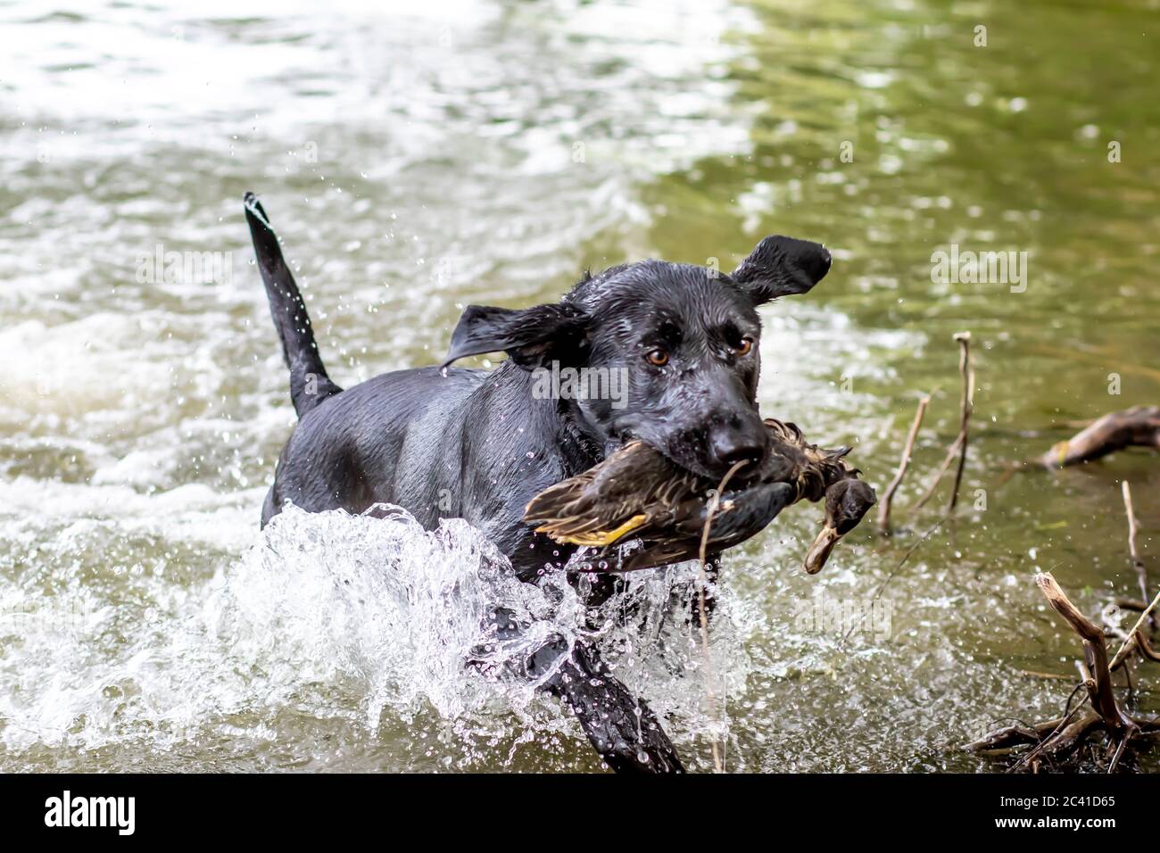 Labrador retriever with duck hi-res stock photography and images - Alamy