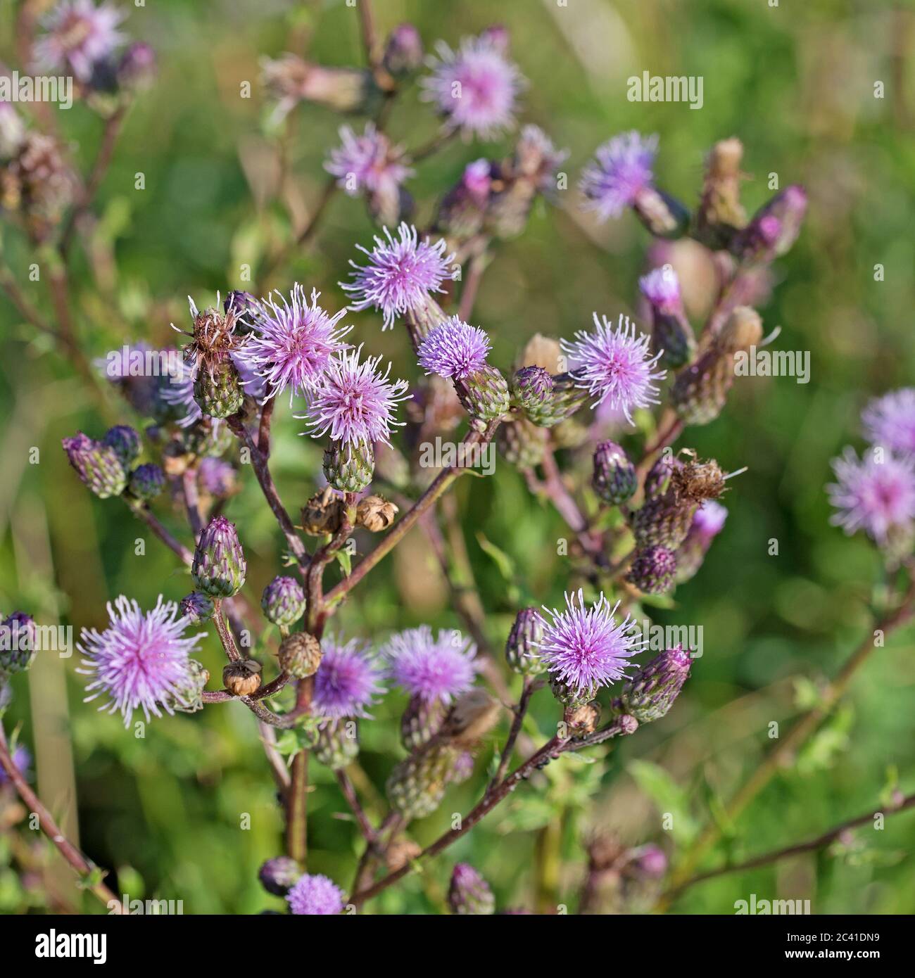 Field thistle hi-res stock photography and images - Alamy