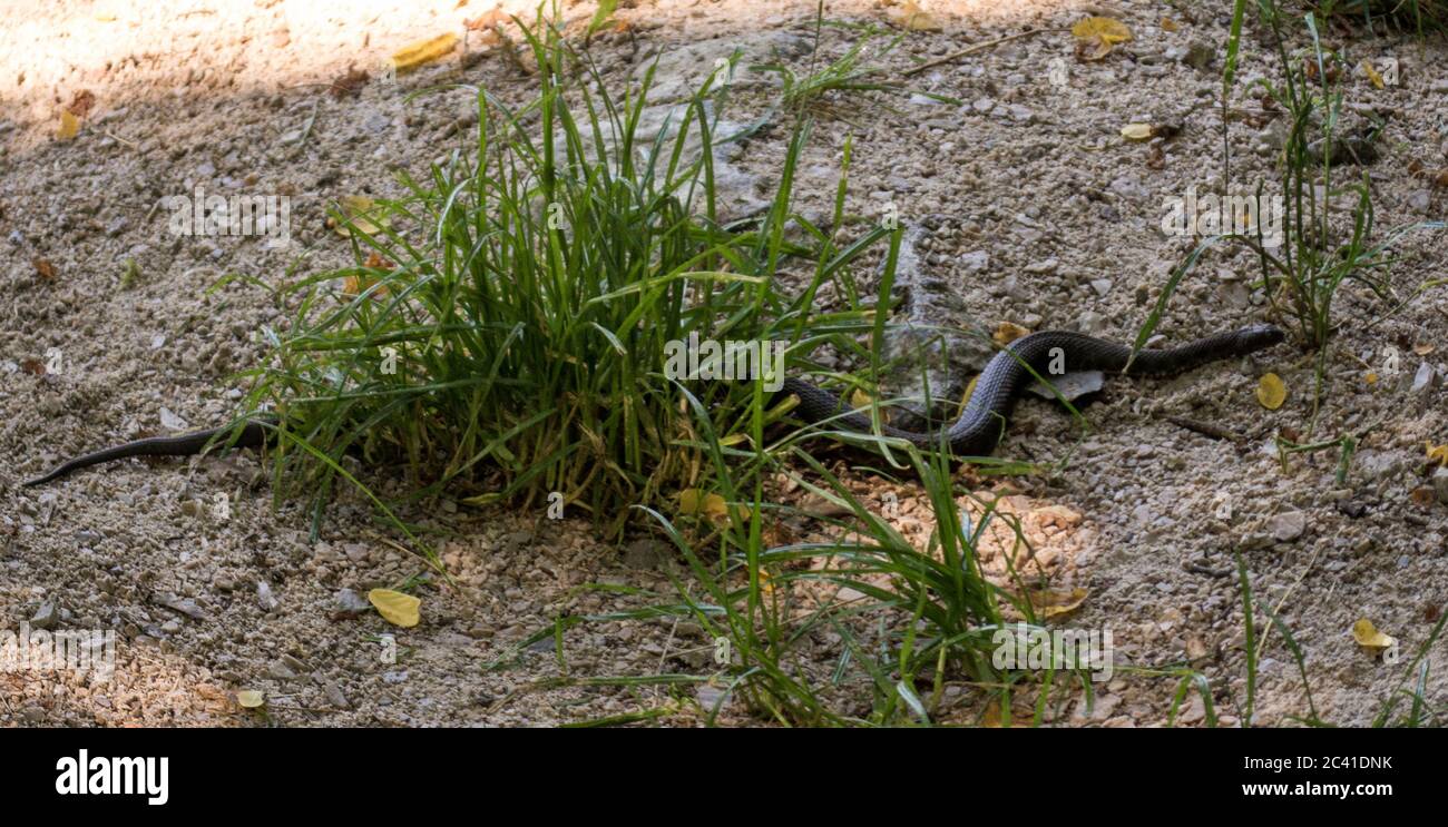 Hidden snake, dice snake, Natrix tessellata Stock Photo - Alamy