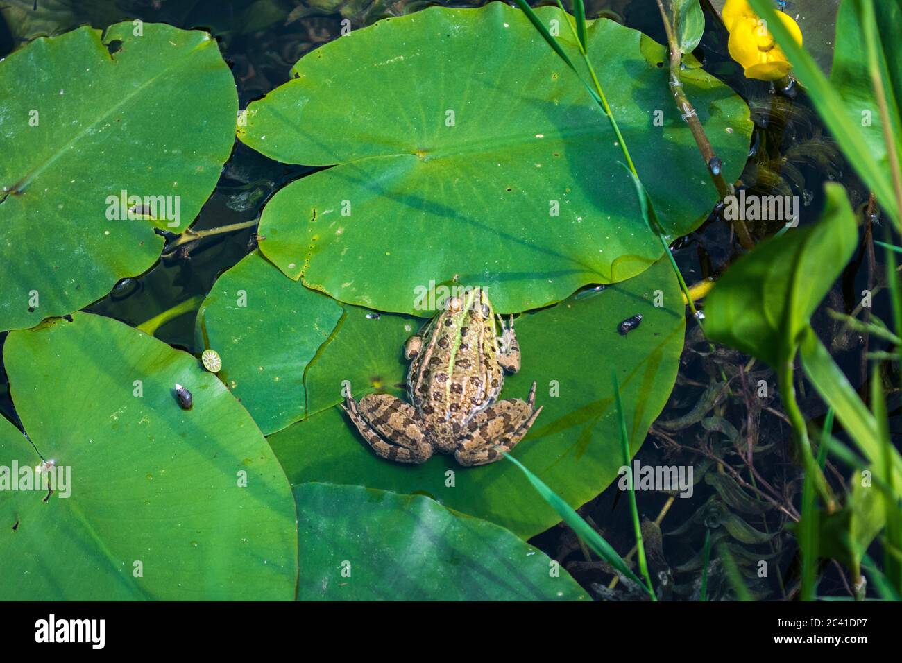 River frog on a water lily Stock Photo - Alamy