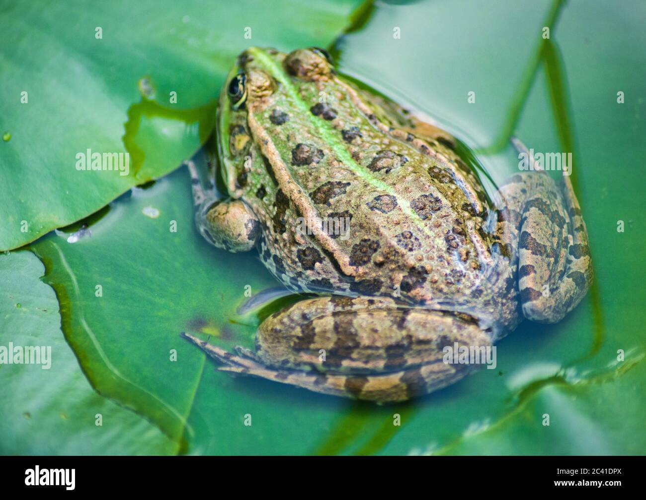 River frog on a water lily Stock Photo - Alamy