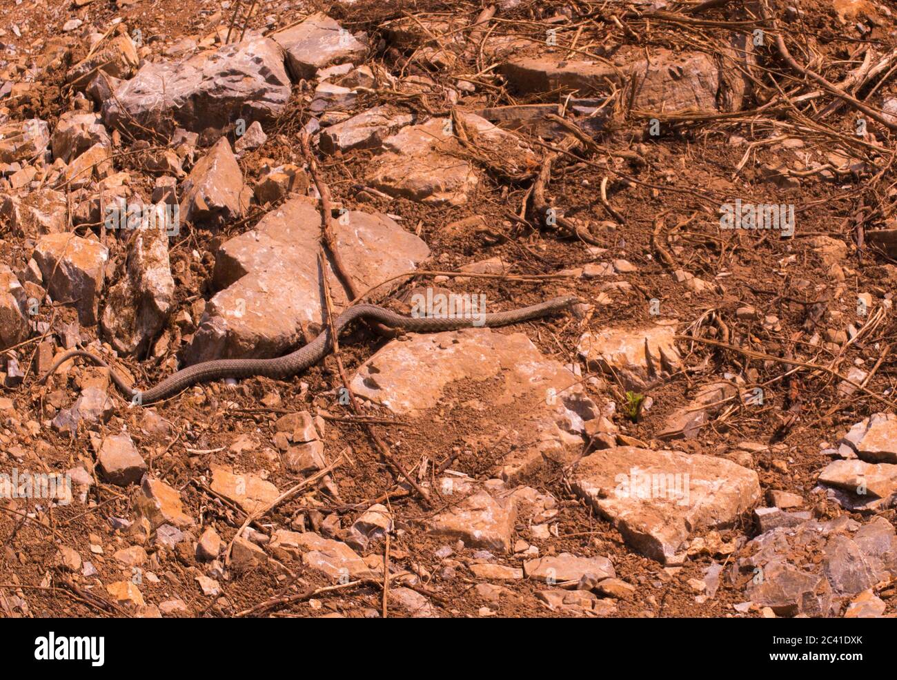Hidden snake, dice snake, Natrix tessellata Stock Photo - Alamy