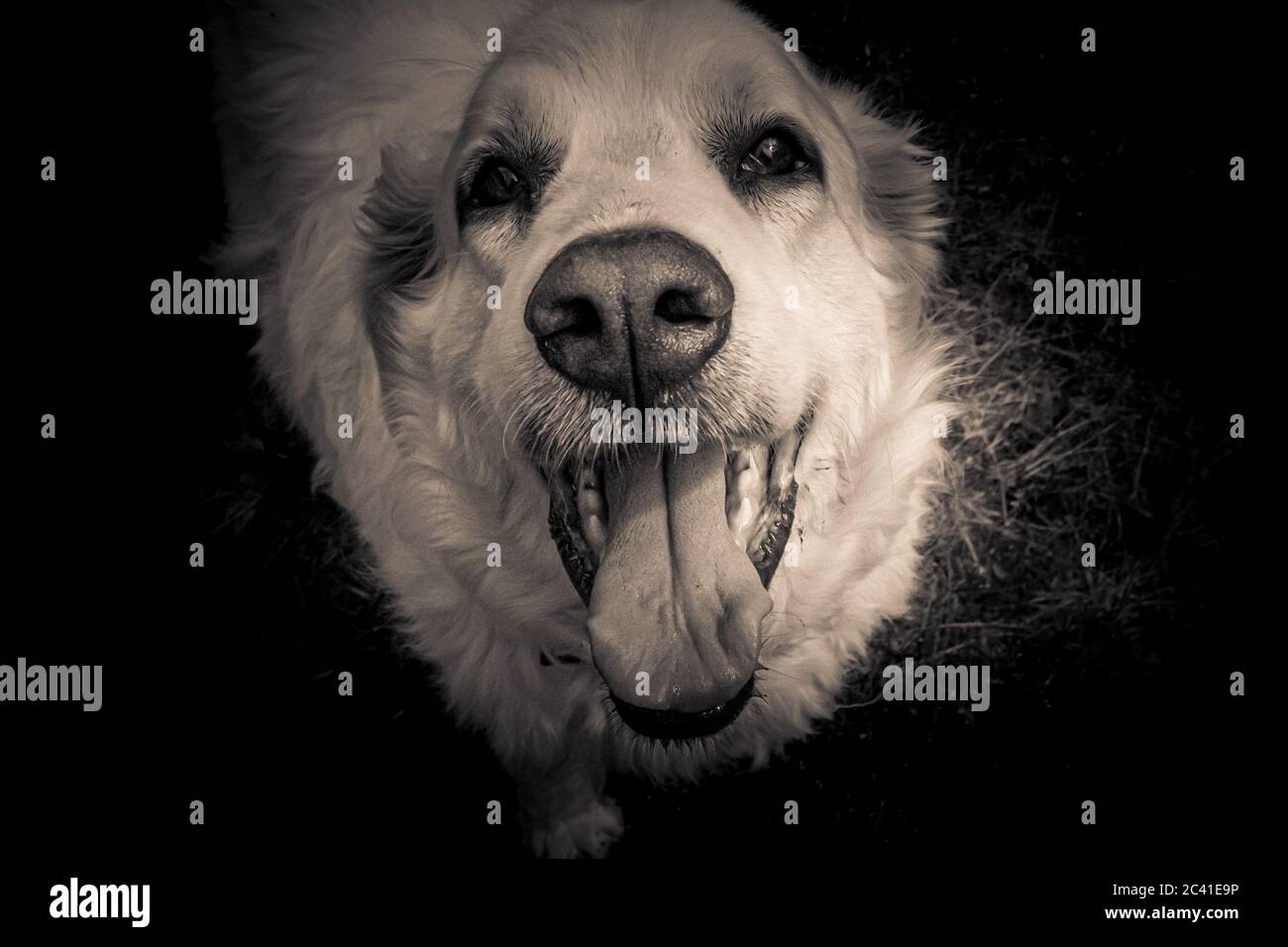 White Tatra Shepherd Dog from Poland Mountain.is a Polish breed of ...