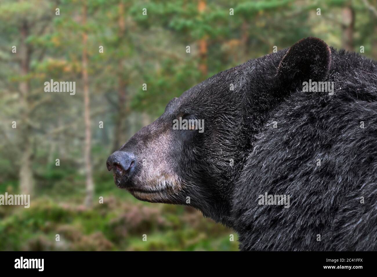 Black bear in forest hi-res stock photography and images - Alamy