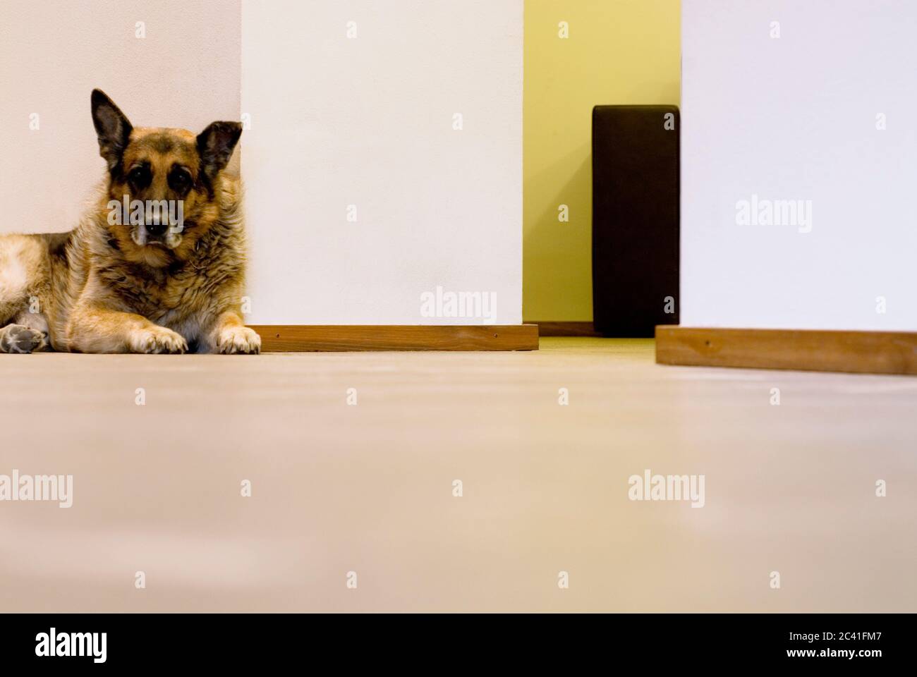 German Shepherd on the floor - animals - interior Stock Photo - Alamy