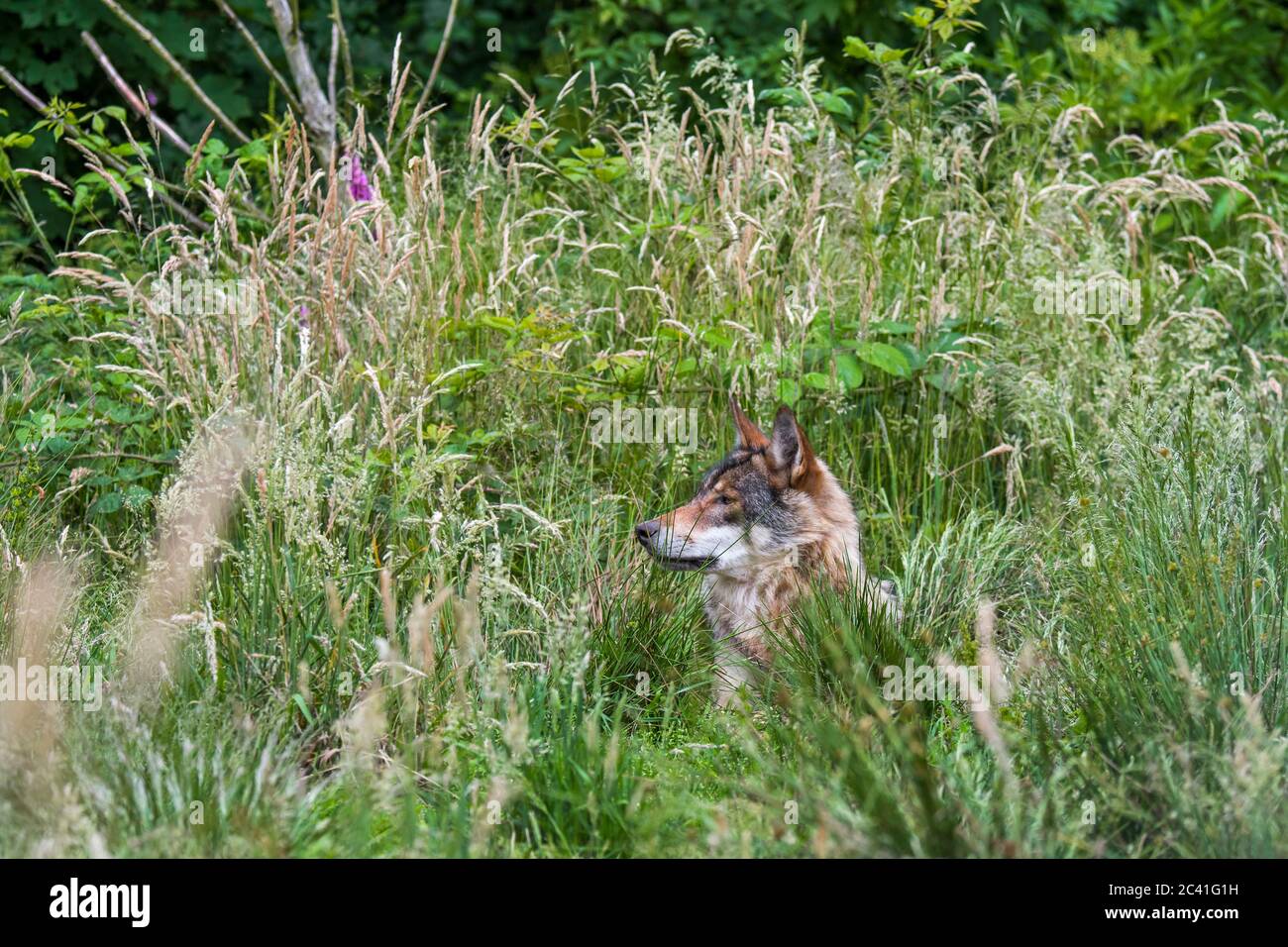 European gray wolf / wild grey wolf (Canis lupus) hidden in tall grass ...